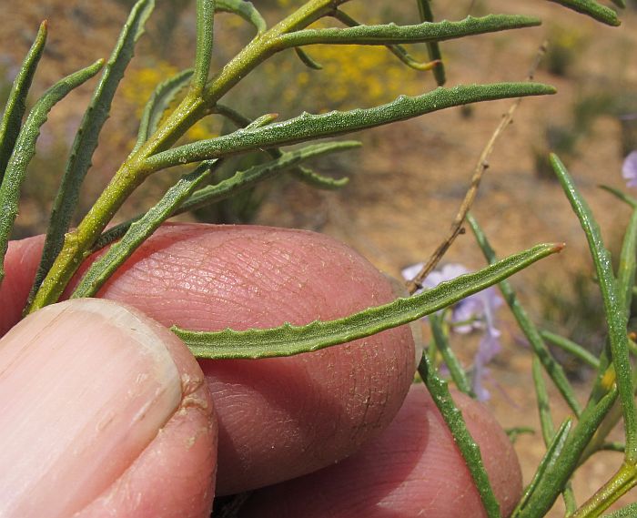 Esperance Wildflowers: Cyanostegia angustifolia - Tinsel-flower