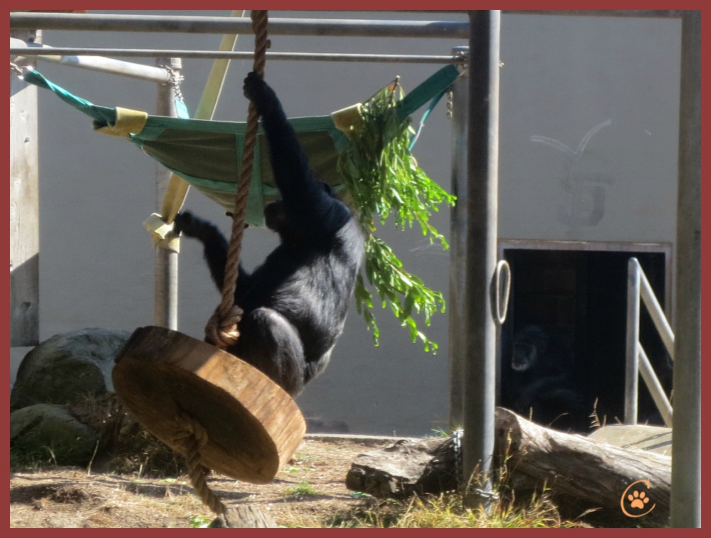 Save San Francisco Zoo Chimps - UPDATES!: Chimps Get Two New Enrichment ...