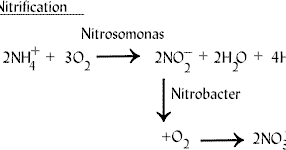 Apa perbedaan antara nitrifikasi dan mineralisasi?