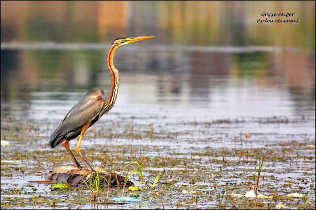 Birds of the Nile - nolfinarium