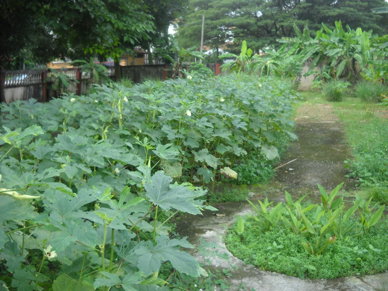 LANGKAH -LANGKAH MENANAM BENDI | Program Pendidikan Khas Integrasi SMK ...