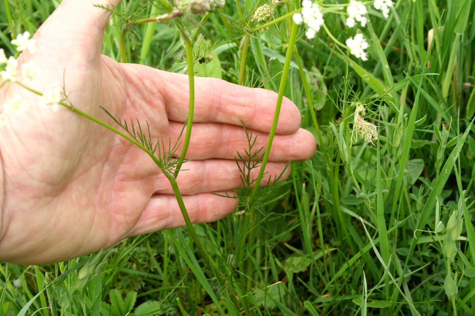 Filnore Woods Blog: Umbellifers 2: Pignut