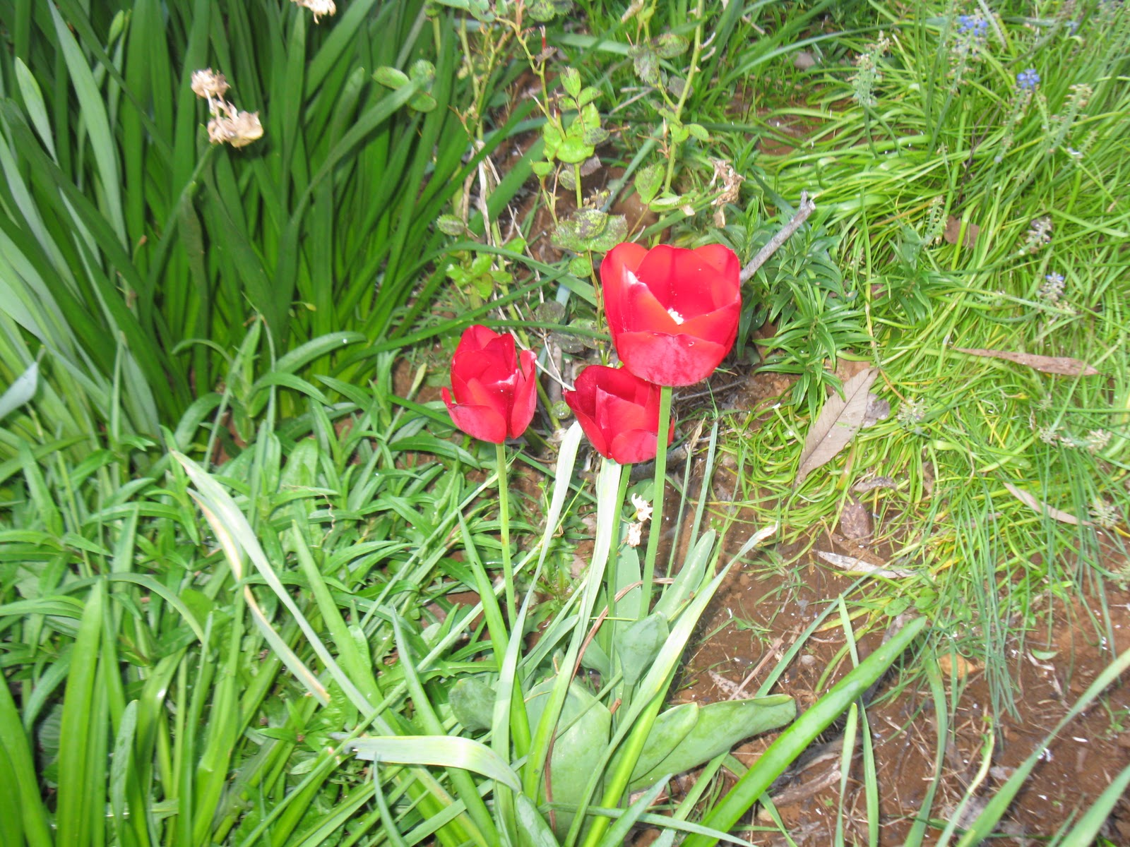 Kevin Slattery Gardening
