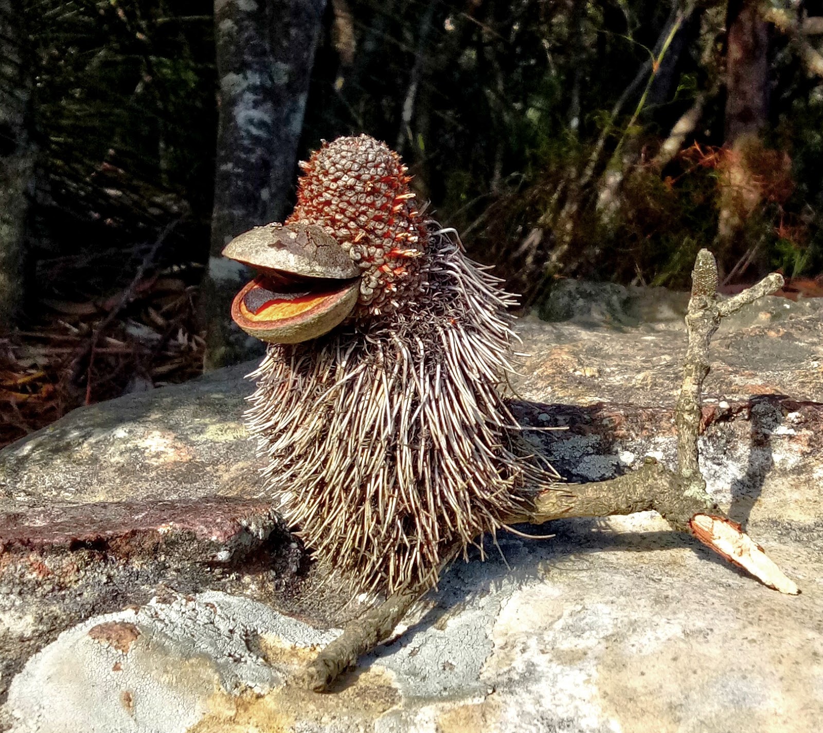 One man's Funnies: Banksia bird