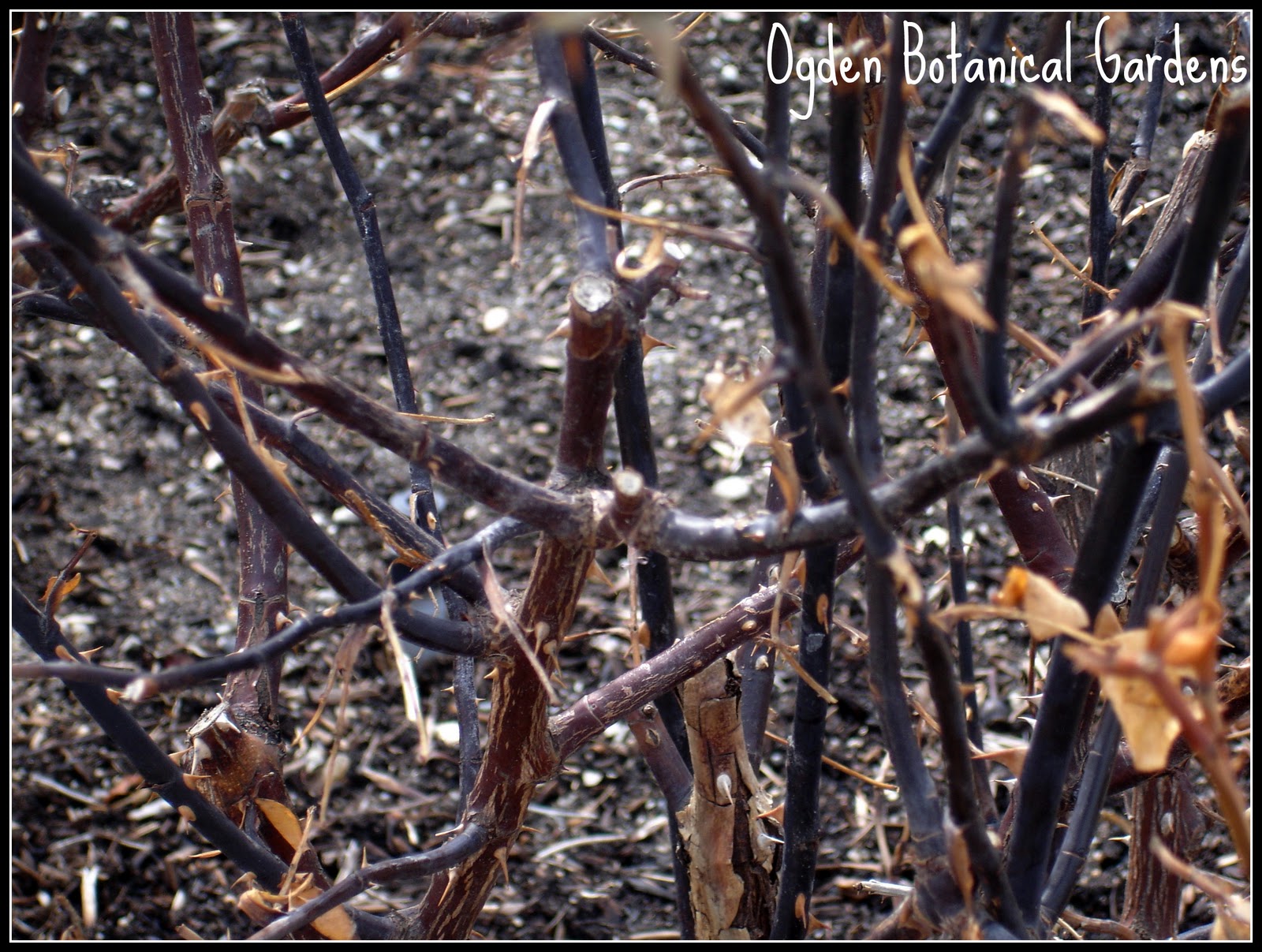 Ogden Botanical Gardens: Black Roses by Jerry Goodspeed