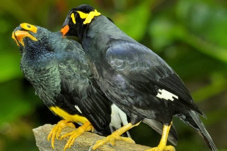 Tips: Panduan Lengkap Memelihara Burung Beo