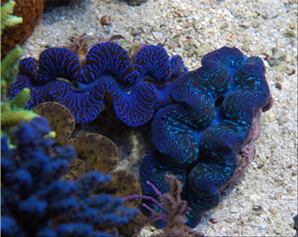 Crocea Clam ~ Timeline Collections