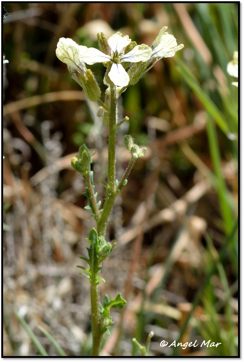 Butterflies and Dragonflies: octubre 2016