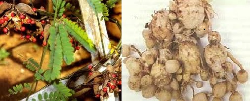 Kunyit Mangga dan Daun Saga Untuk Maag Kronis ~ Obat - obatan herbal ...