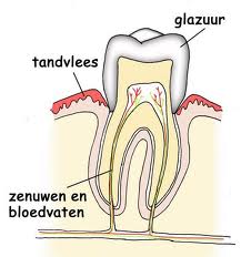 lessen stage: Het gebit
