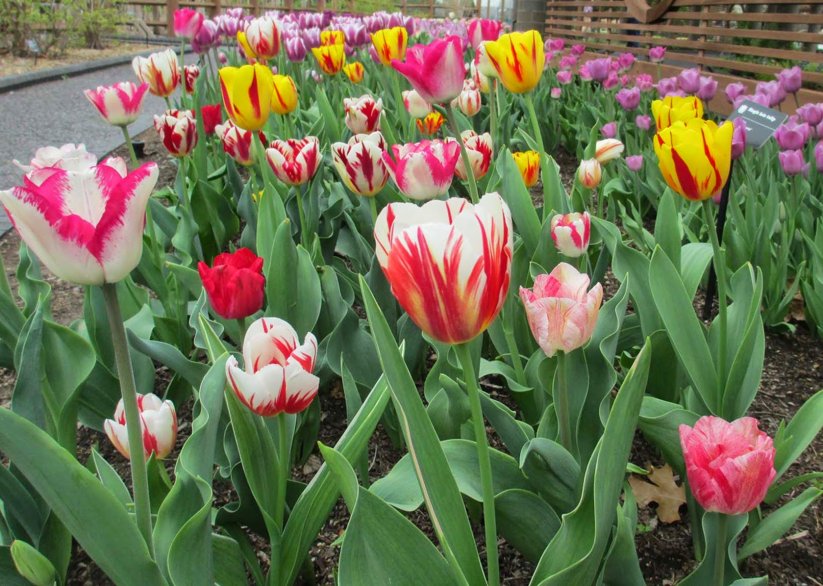 Garden Fancy: Garden Visit: Bulb-tacular MOBOT