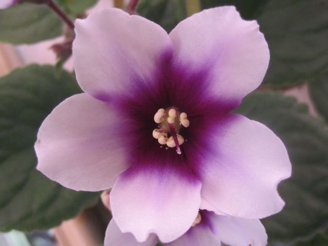 North Star African Violet Council Twin Cities: Spilled Pollen