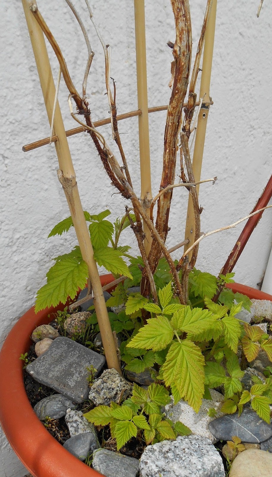 Plantas para hombres: rubus idaeus, frambueso