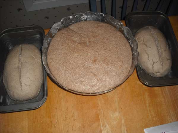 exorphin junkie: 100% Barley Bread