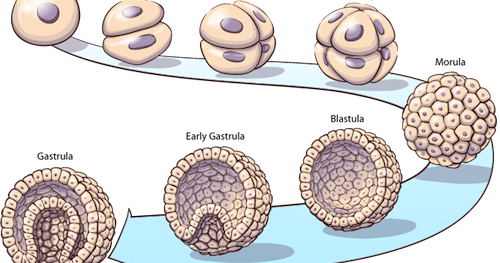 Desarrollo Embrionario : Blastulación y Gastrulacion