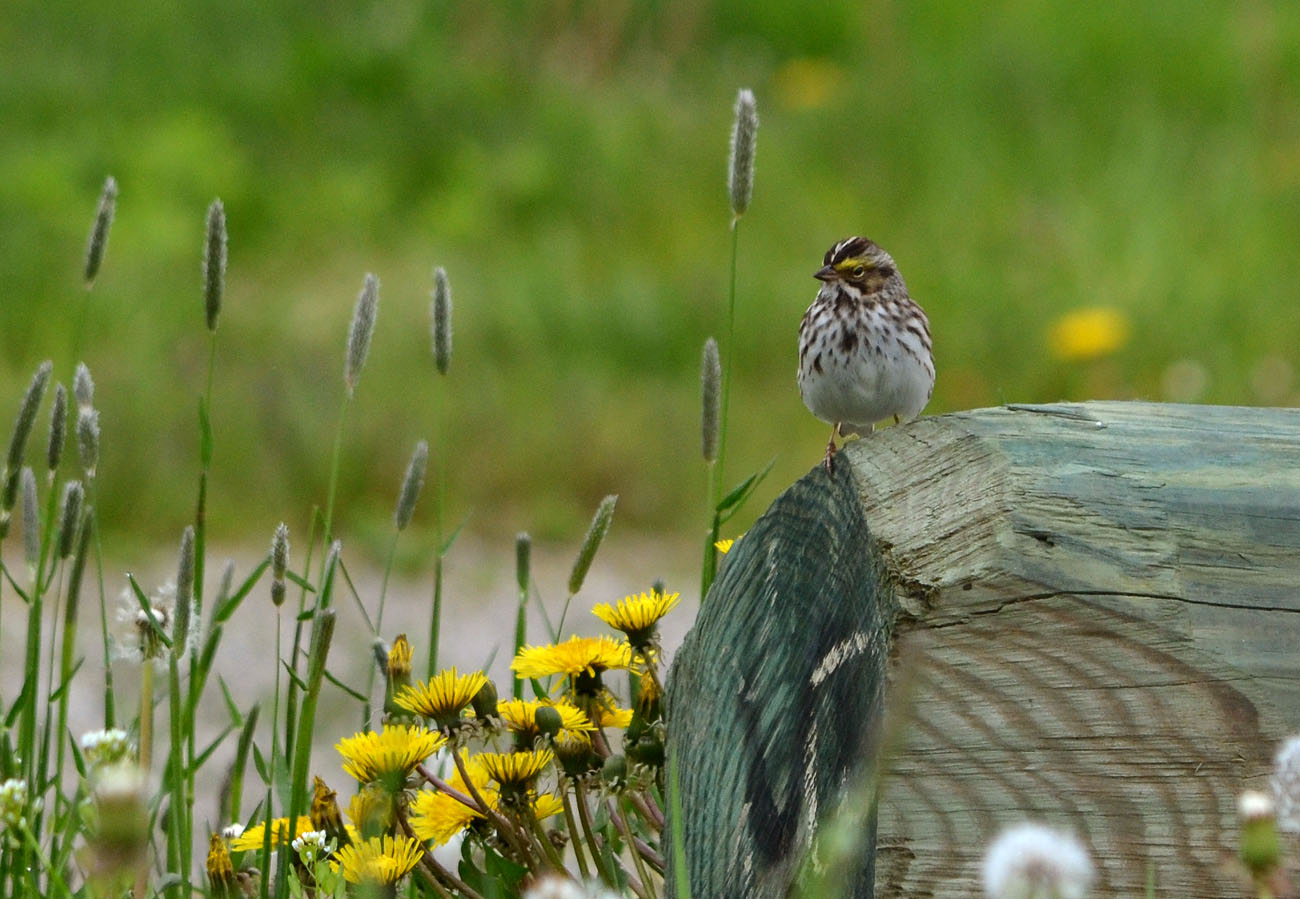 Woods Walks and Wildlife: May 2014