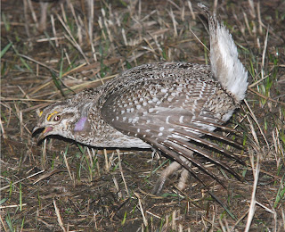 Birds of Madison County: Sharp-tailed Grouse active on their leks