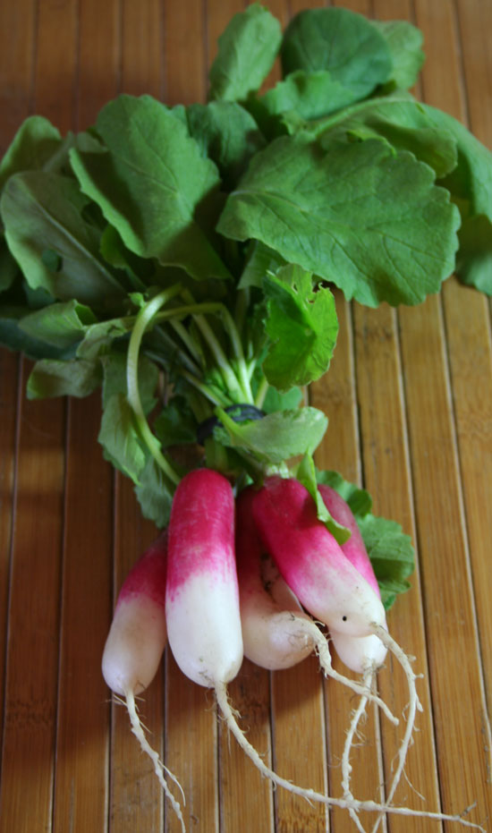 The Rainforest Garden: Eating Healthy and Fancy on a Budget