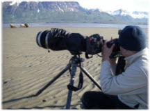 Bears at Hallo Bay: Wolf: Alaska Wolf ©CAndersonTX
