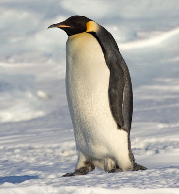 Keiserpikkewyn (Emperor Penguin) – Roekeloos.co.za