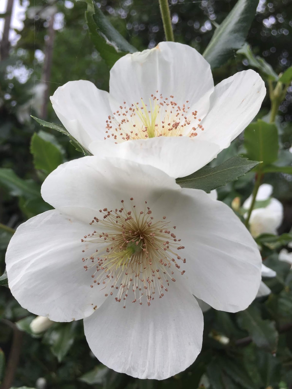 The Lents Farmer: Favorite Tree of the Day - Eucryphia x 'Nymansay