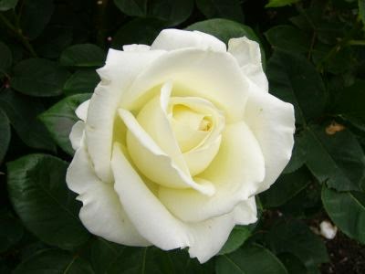 Cantiknya Bunga Ros...