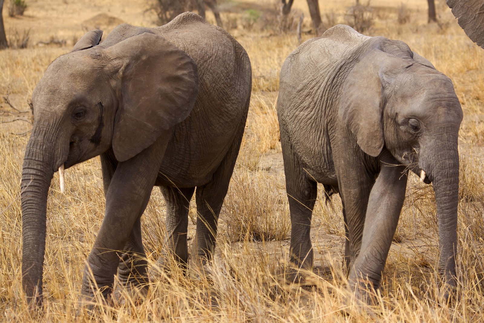 Picture Zoo: Animals World