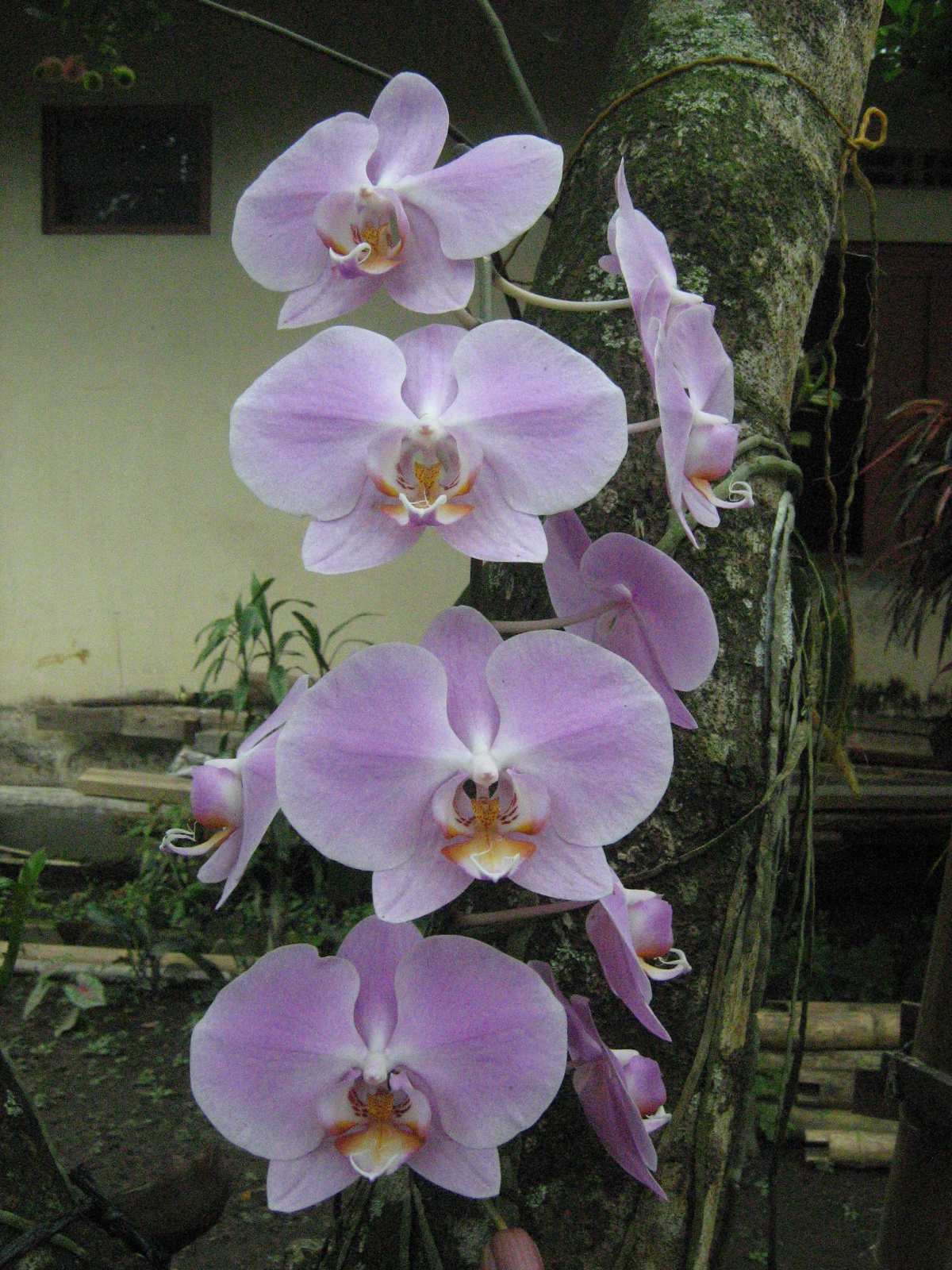 kangozy the last water bender: Anggrek Bulan