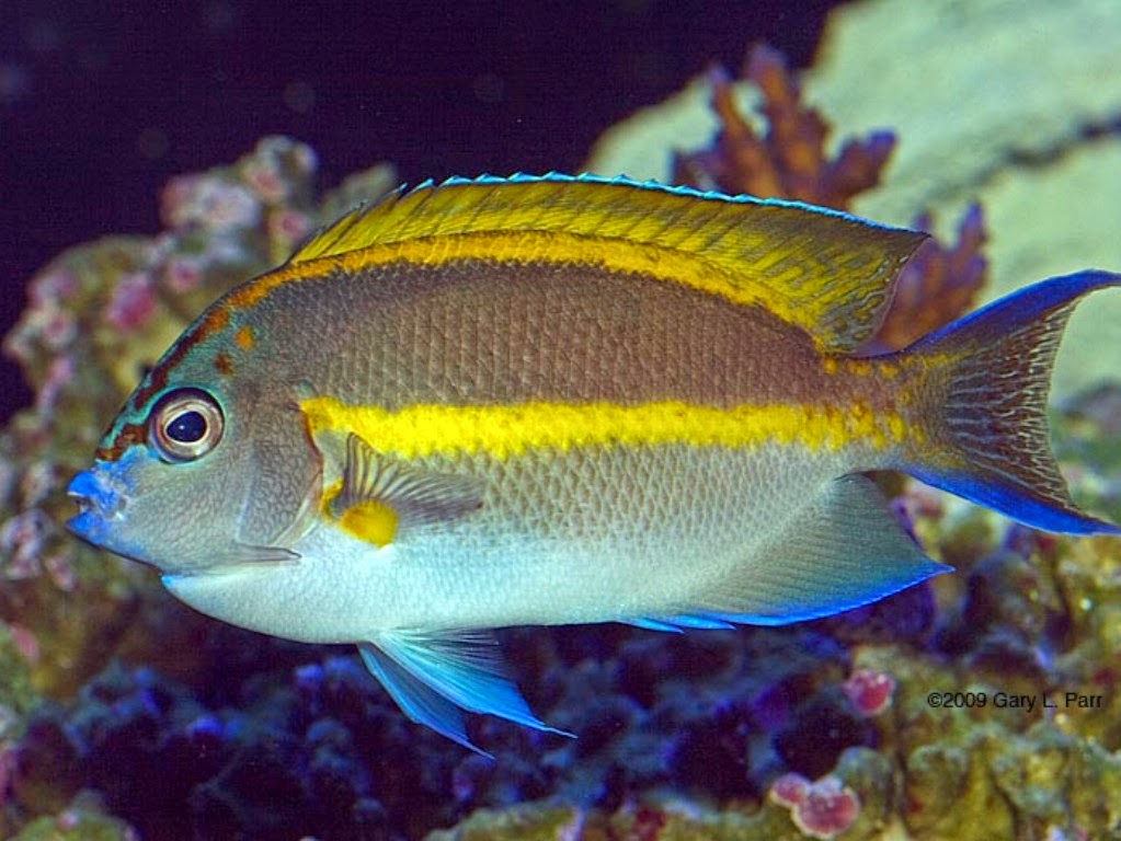 Angelfish - Ikan Angel