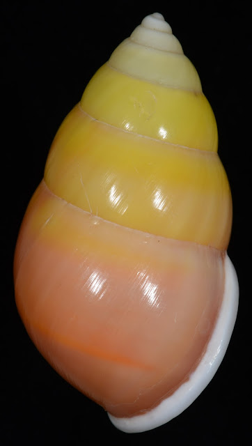 Dr. Lee's Gallery Museum: Amphidromus perversus solemi 44.17mm (Orange ...