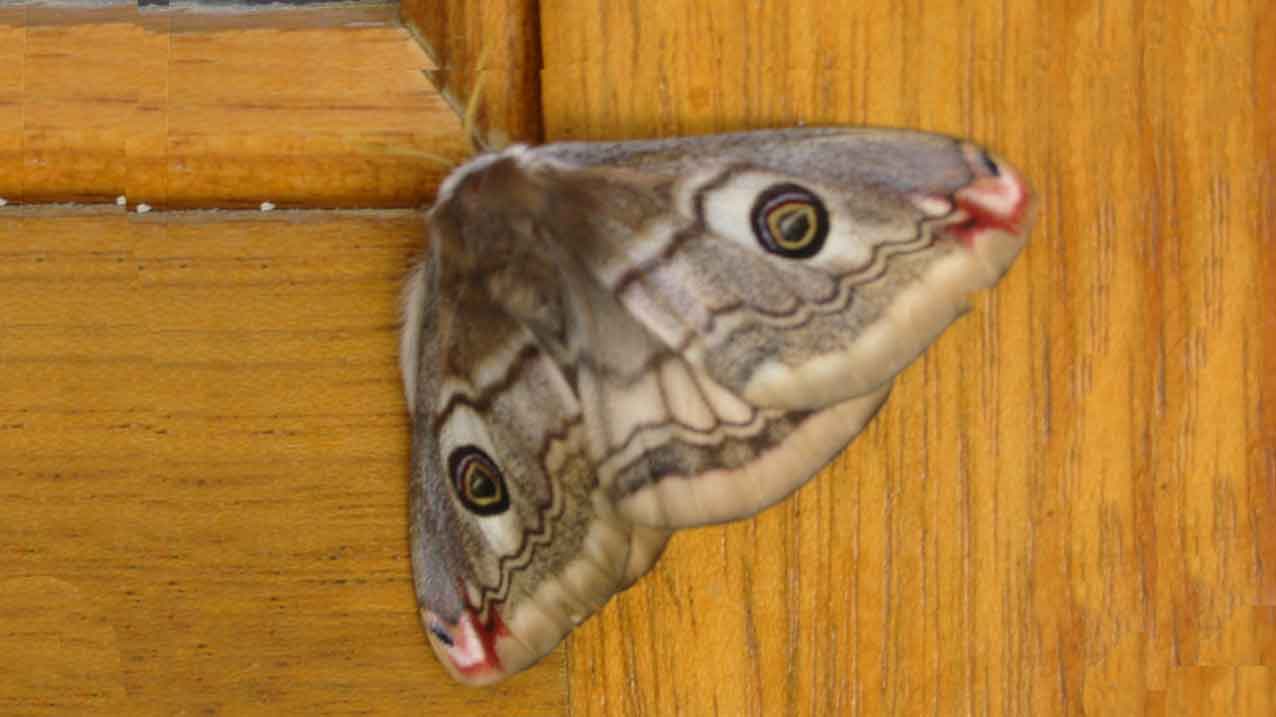Faune Flore d'Ul: Papillon :Le Grand paon de nuit (Saturnia pyri)