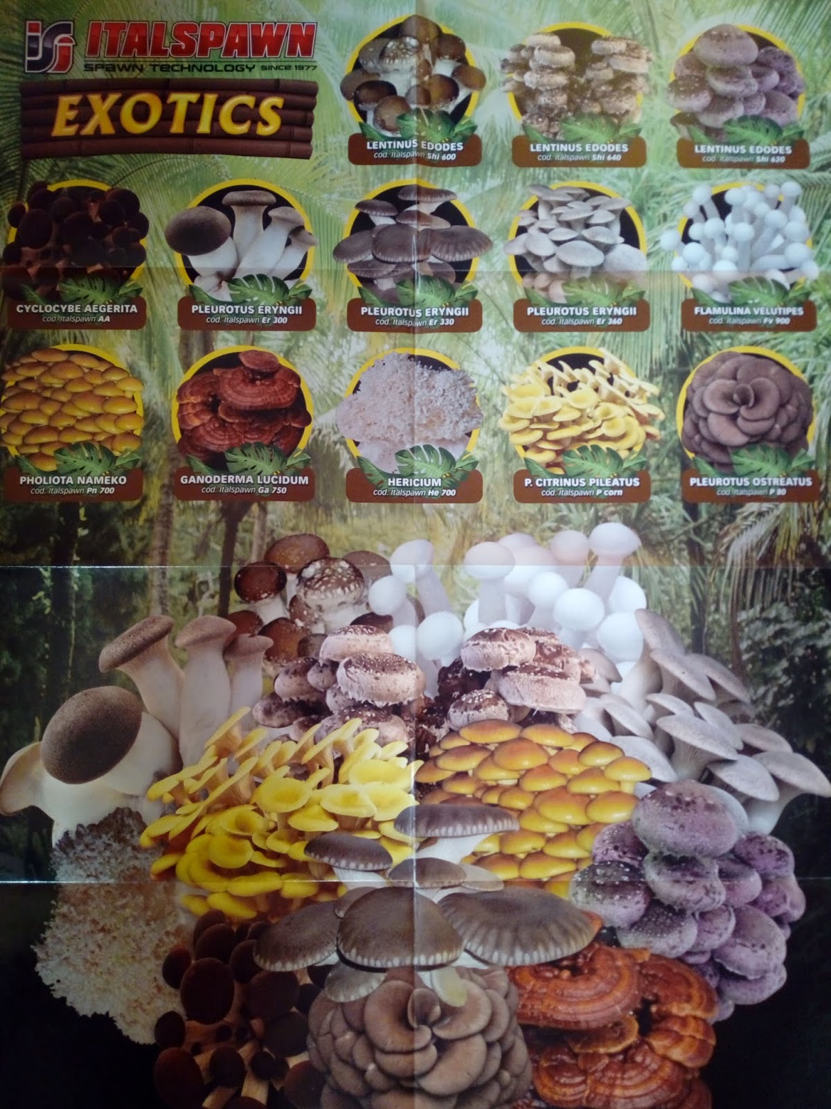 Arta Cultivarii Ciupercilor: Saculeti cu Compost gata pregatit pentru ...