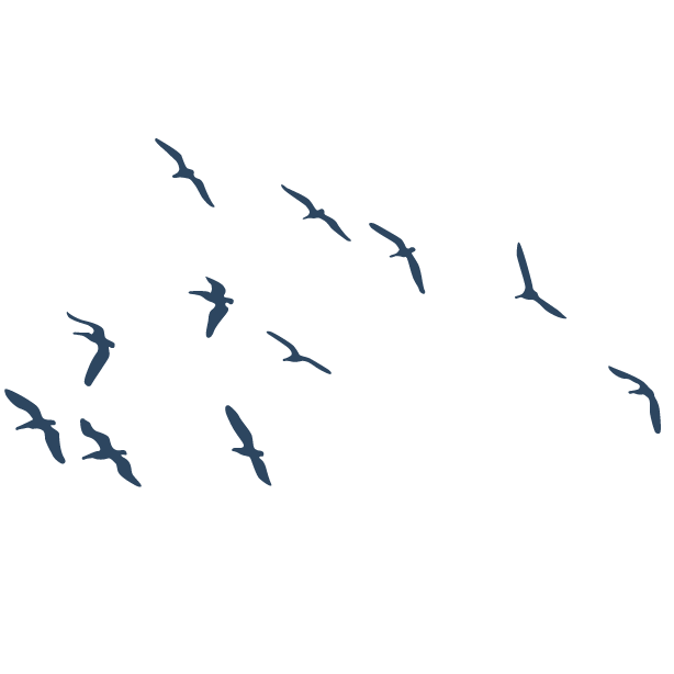 Aves Volando Silueta Png | Photoshop, Aves volando, Png