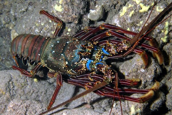 Mengenal Jenis Lobster dan Karakteristiknya - Lalaukan