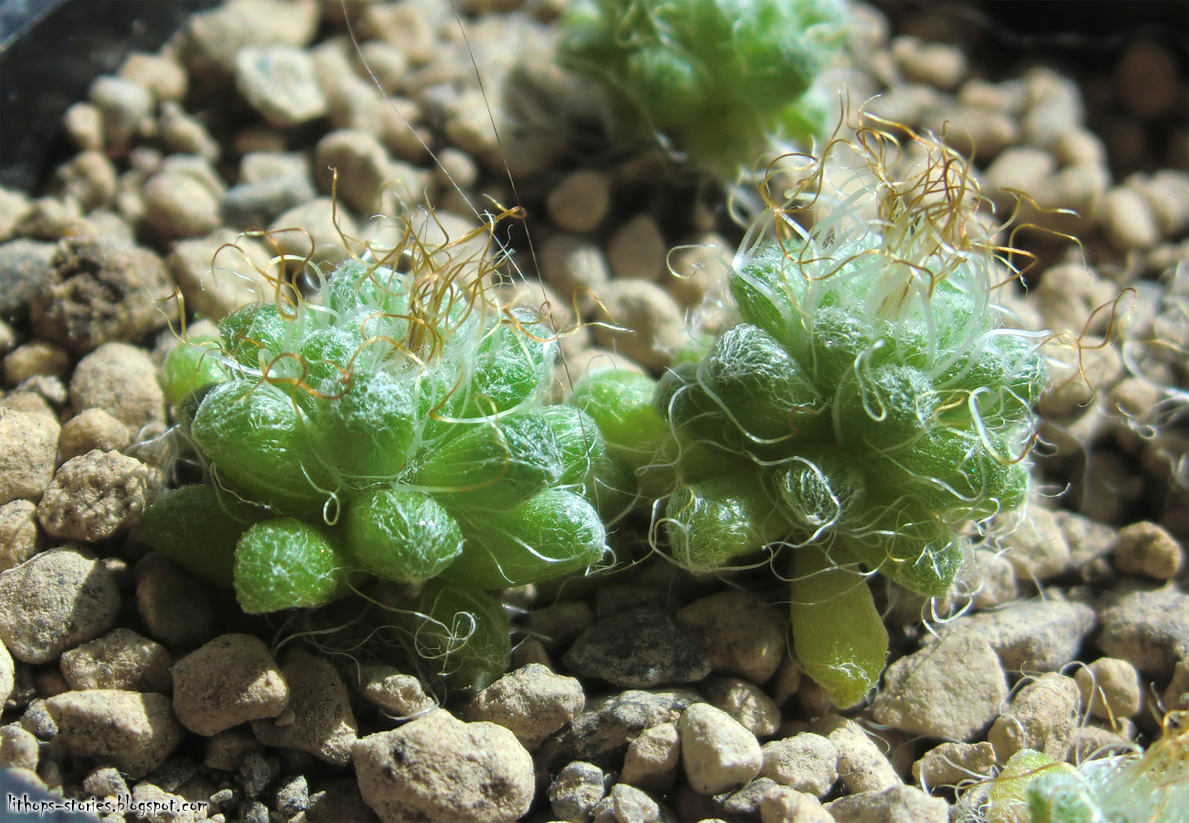 Lithops Stories: Last year's Anacampseros seedlings still kicking (35 pics)