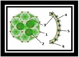 BRIEF KNOWLEDGE ABOUT THE VOLVOX