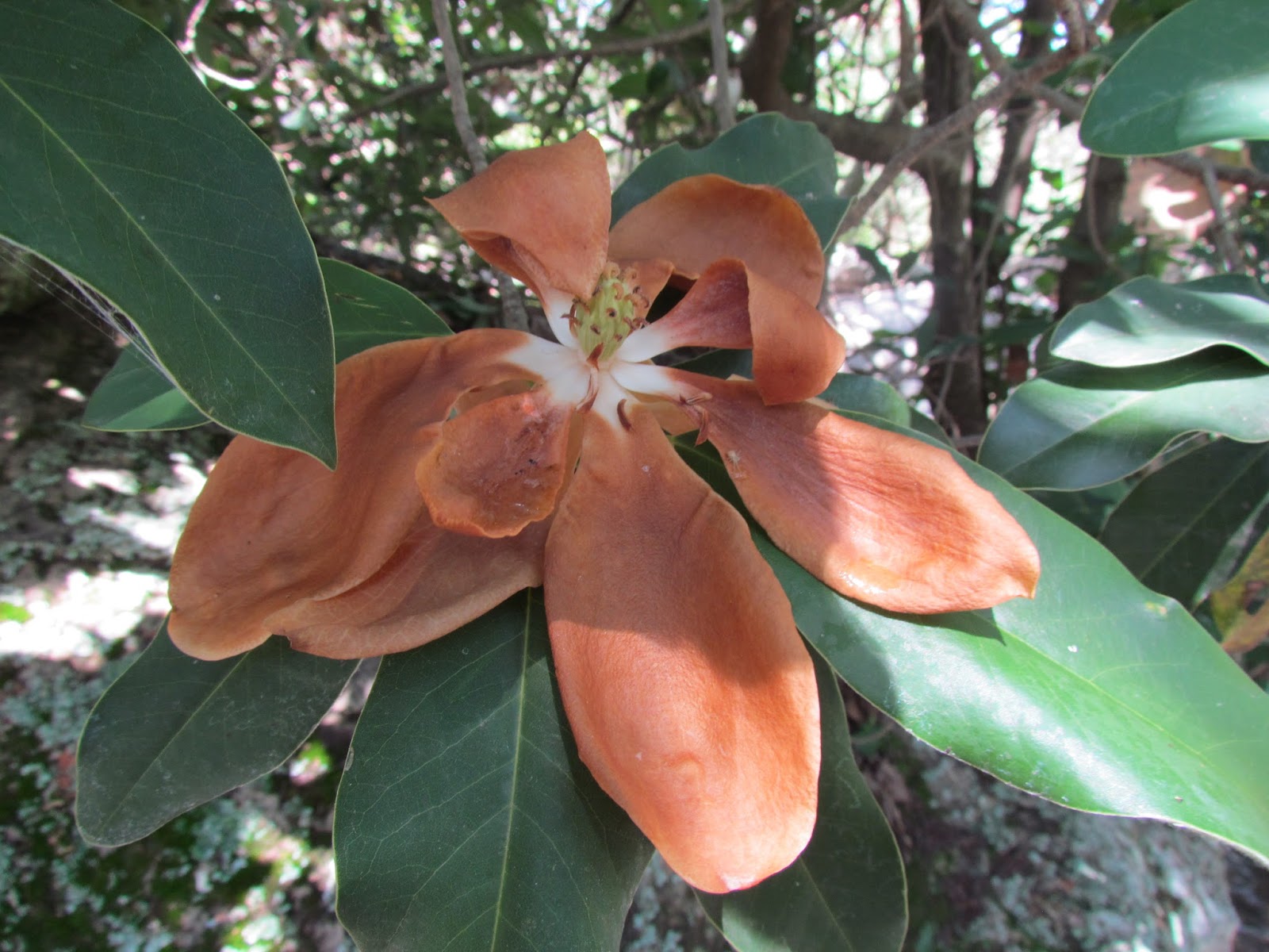 Magnolia : HERMOSA FLOR DE MAGNOLIA