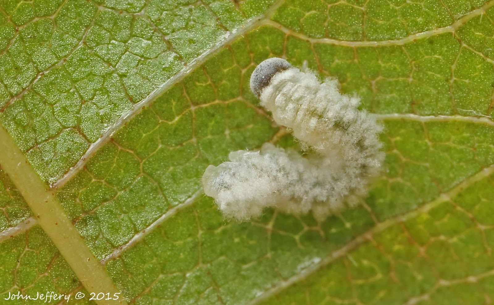 JJ's Photographic nature blog: Tiny bugs and noisy starlings...