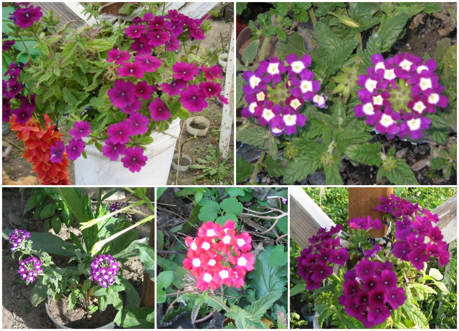 Din gradina,: Flori sanitar din gradina de legume