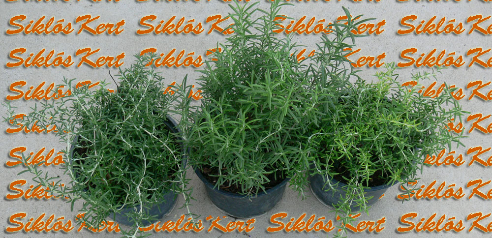 SiklósKert: Mediterrán hangulatot...rozmaringot a kertekbe!