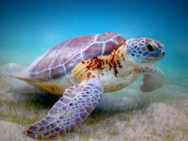 La Tortuga: CAGUAMA (Abraham Posadas Diaz-Magisterial)