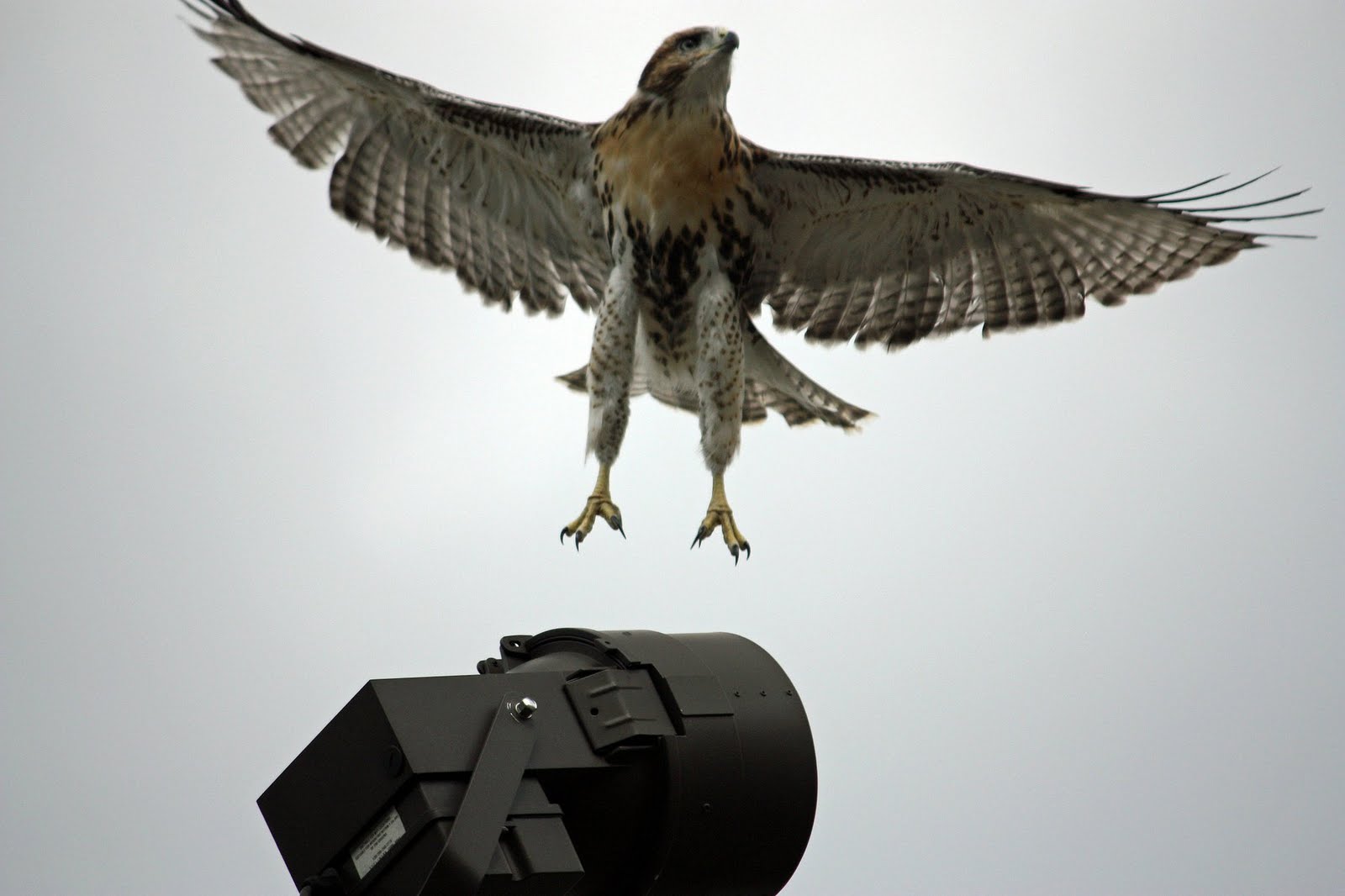 Hawkwatch at the Franklin Institute: Another eyass fledges... and a ...