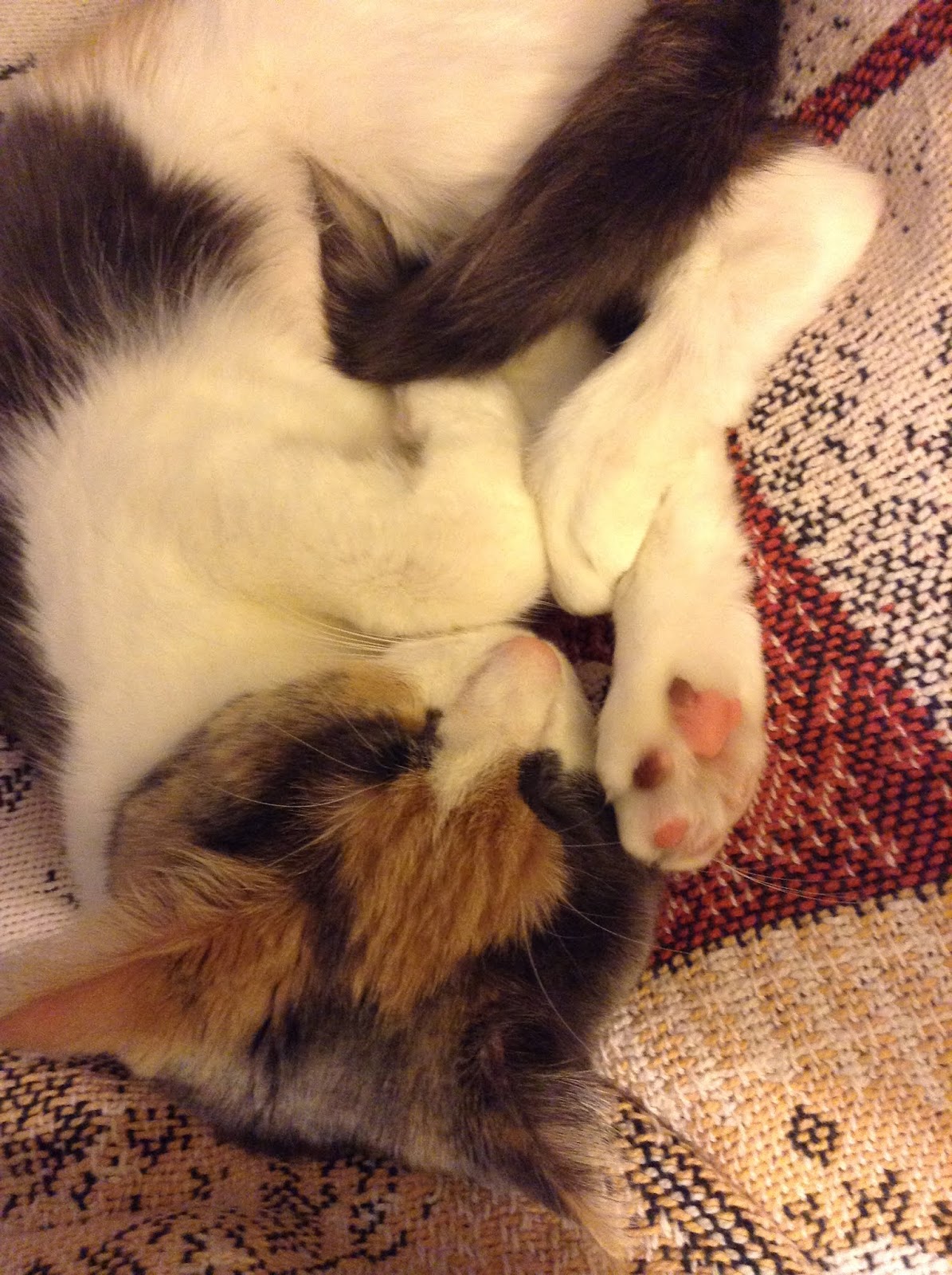 It's all about the cats!: Sadie has become boneless!