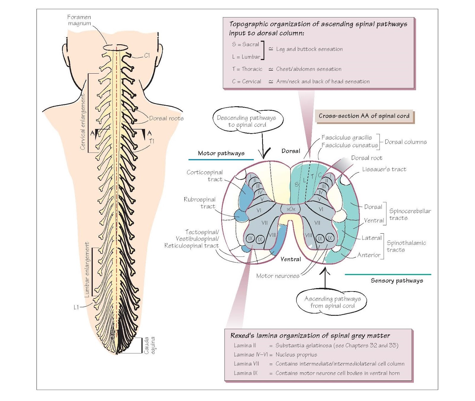 Organization Of The Spinal Cord - pediagenosis