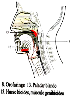 Todo para el Radiologo: OROFARINGE O BUCOFARINGE