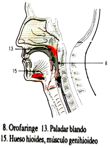 Todo para el Radiologo: OROFARINGE O BUCOFARINGE