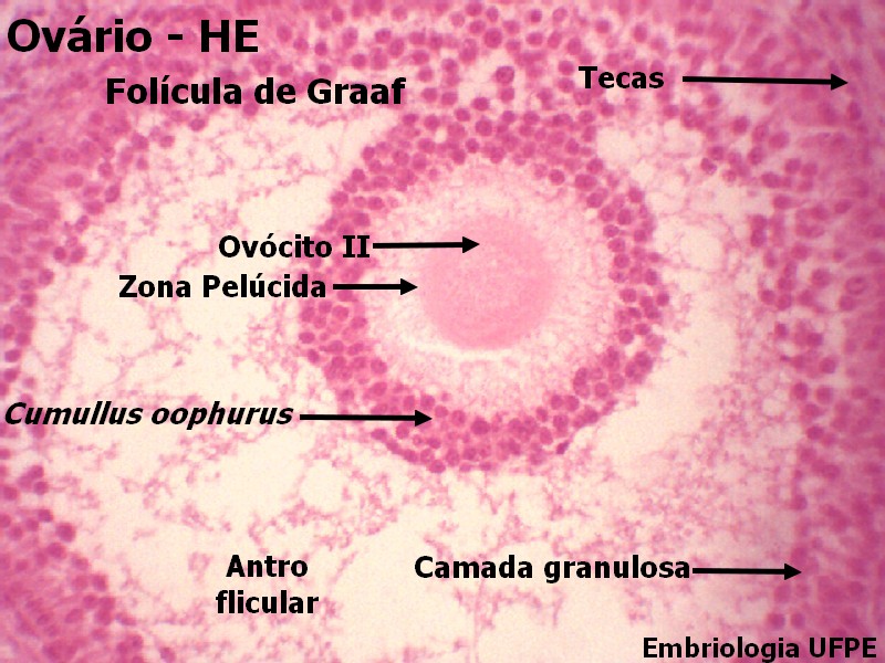 Embriologia UFPE: Ovogênese