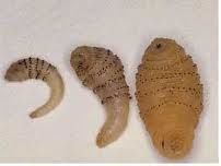 PELE PET: "BERNE" (DERMATOBIOSE) x "BICHEIRAS" (MIÍASES)