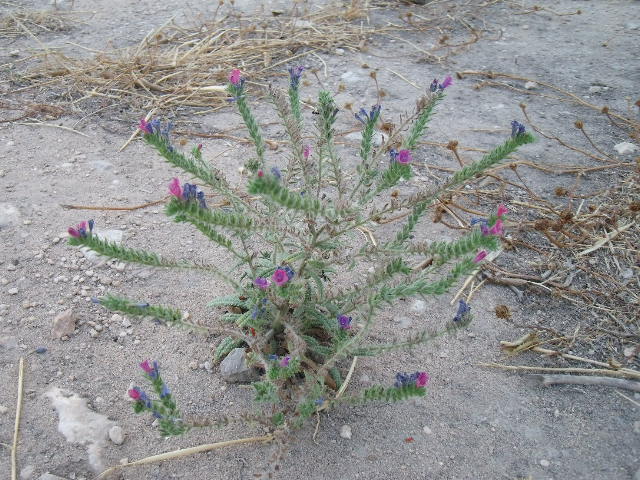 VILLENATURA: Echium vulgare