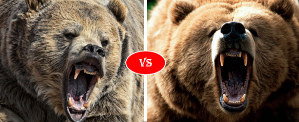 Compare Grizzly Bear Vs Kodiak Bear Who Will Win compare-grizzly-bear-vs-kodiak-bear-who-will-win